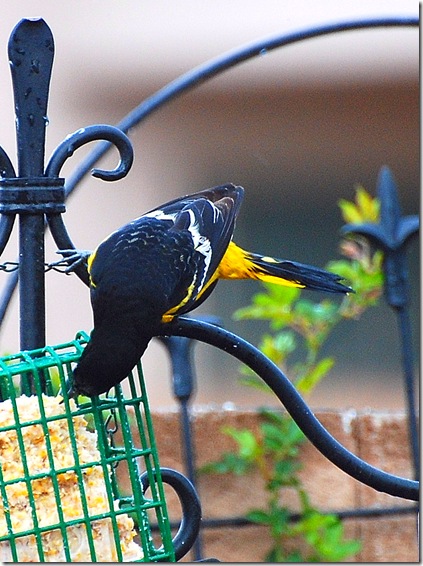 Sycamore Canyon Birds